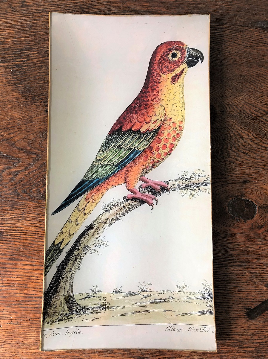 Angolan Parakeet Large Plate - Omelo Mirrors Omelo Decorative Convex ...